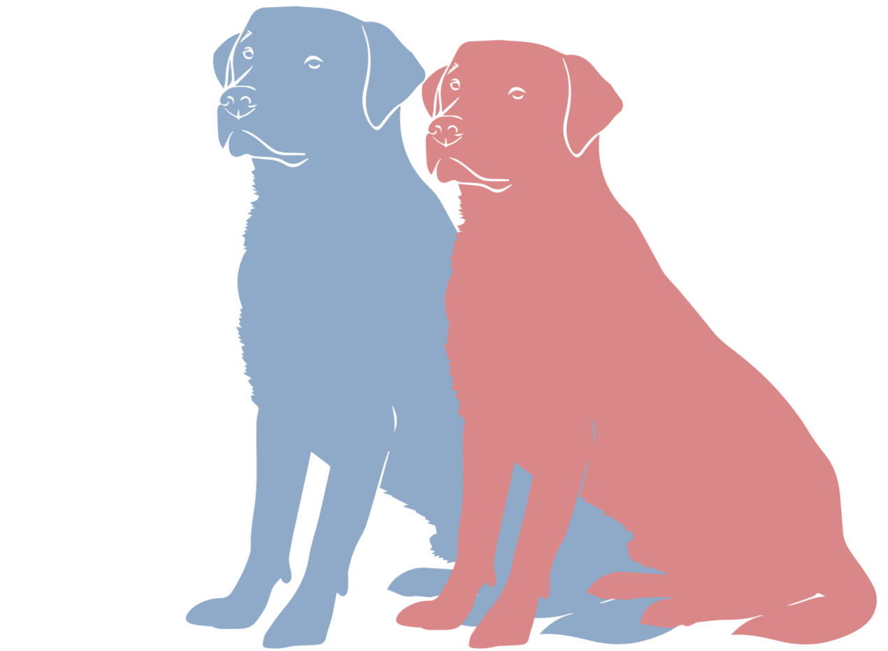 Labrador Retriever Steckbrief | Charakter, Wesen & Haltung