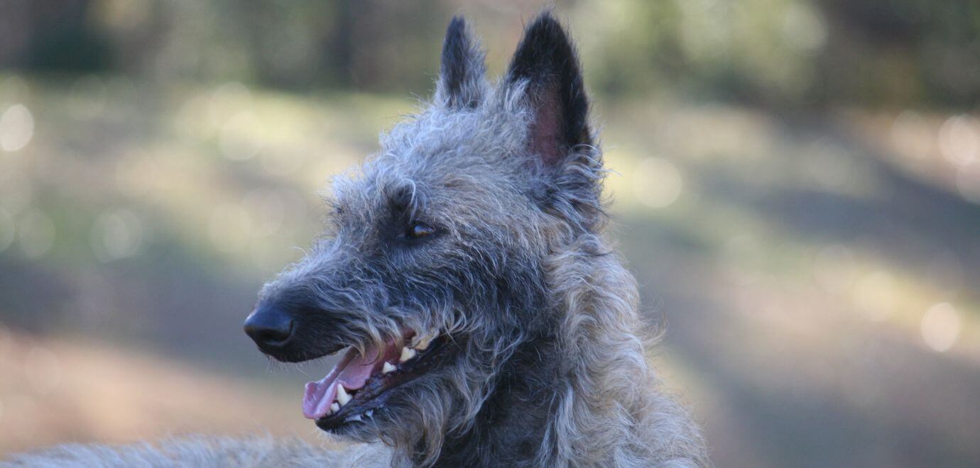 Laekenois - Charakter & Pflege des belgischen Hundes