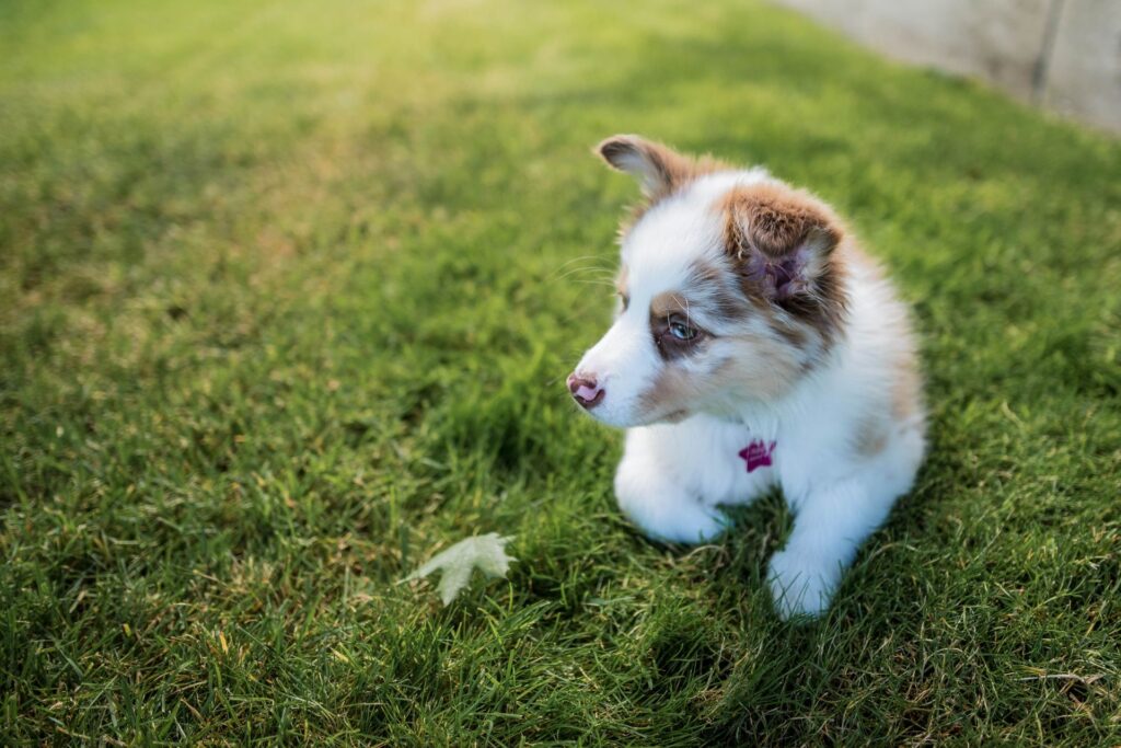 Mini Australian Shepherd - Pflege, Erziehung & Tipps