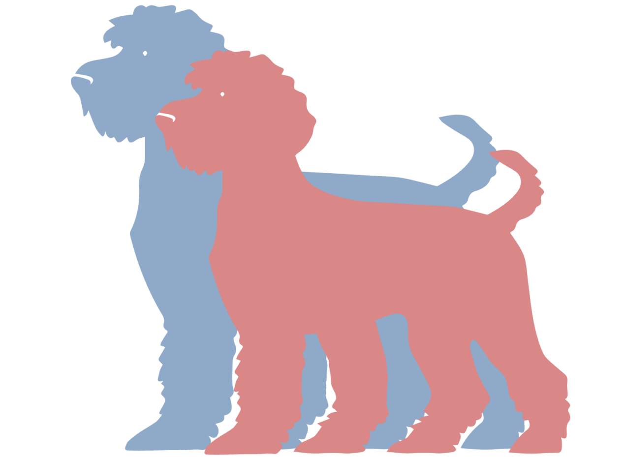 Labradoodle Steckbrief | Charakter, Pflege & Haltung