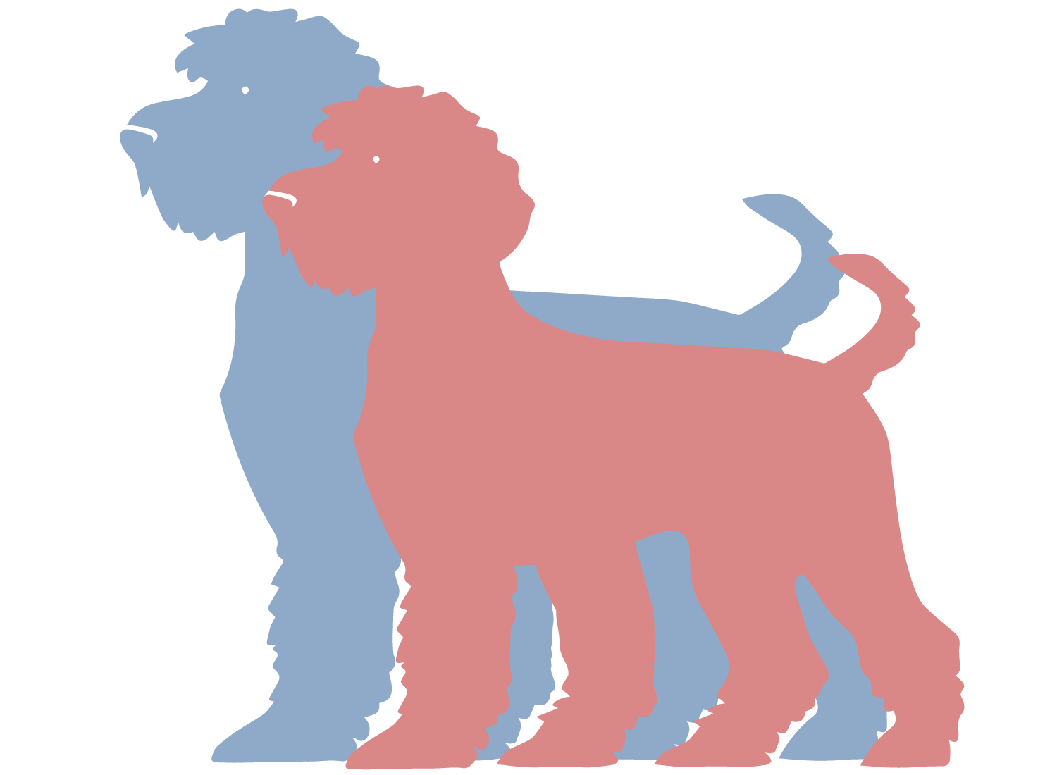 Labradoodle Steckbrief | Charakter, Pflege & Haltung