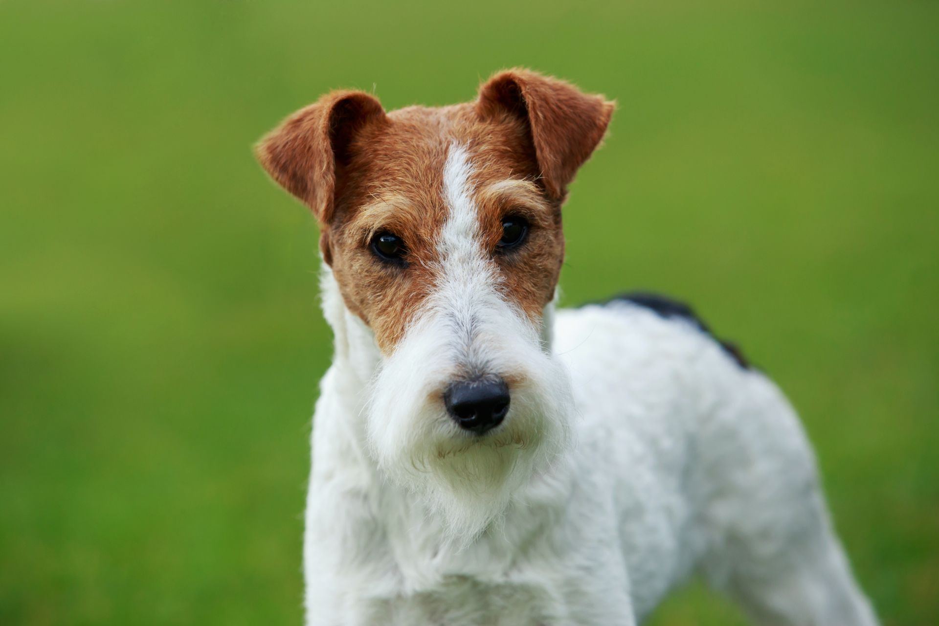 Foxterrier Steckbrief | Charakter, Pflege & Haltung