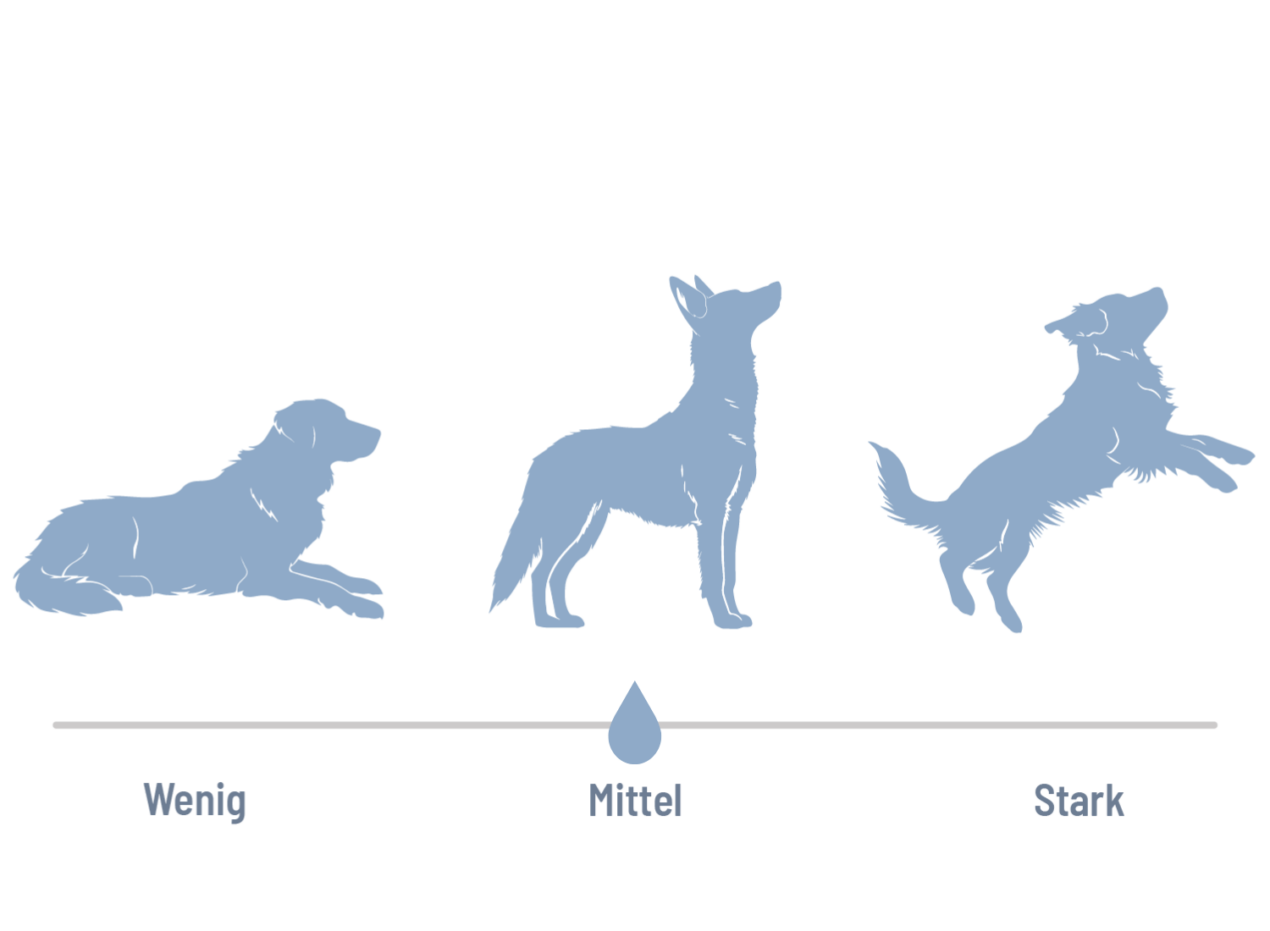 Barsoi - ein eleganter Windhund aus Russland | Steckbrief Barsoi