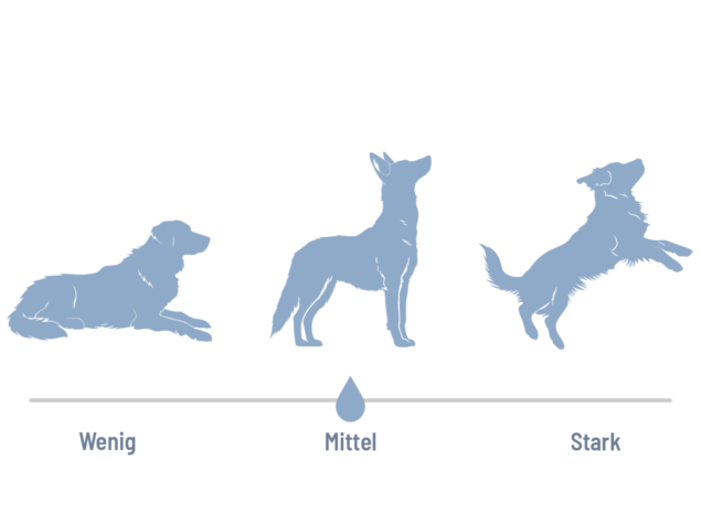 Prager Rattler Steckbrief | Geschichte, Charakter & Haltung