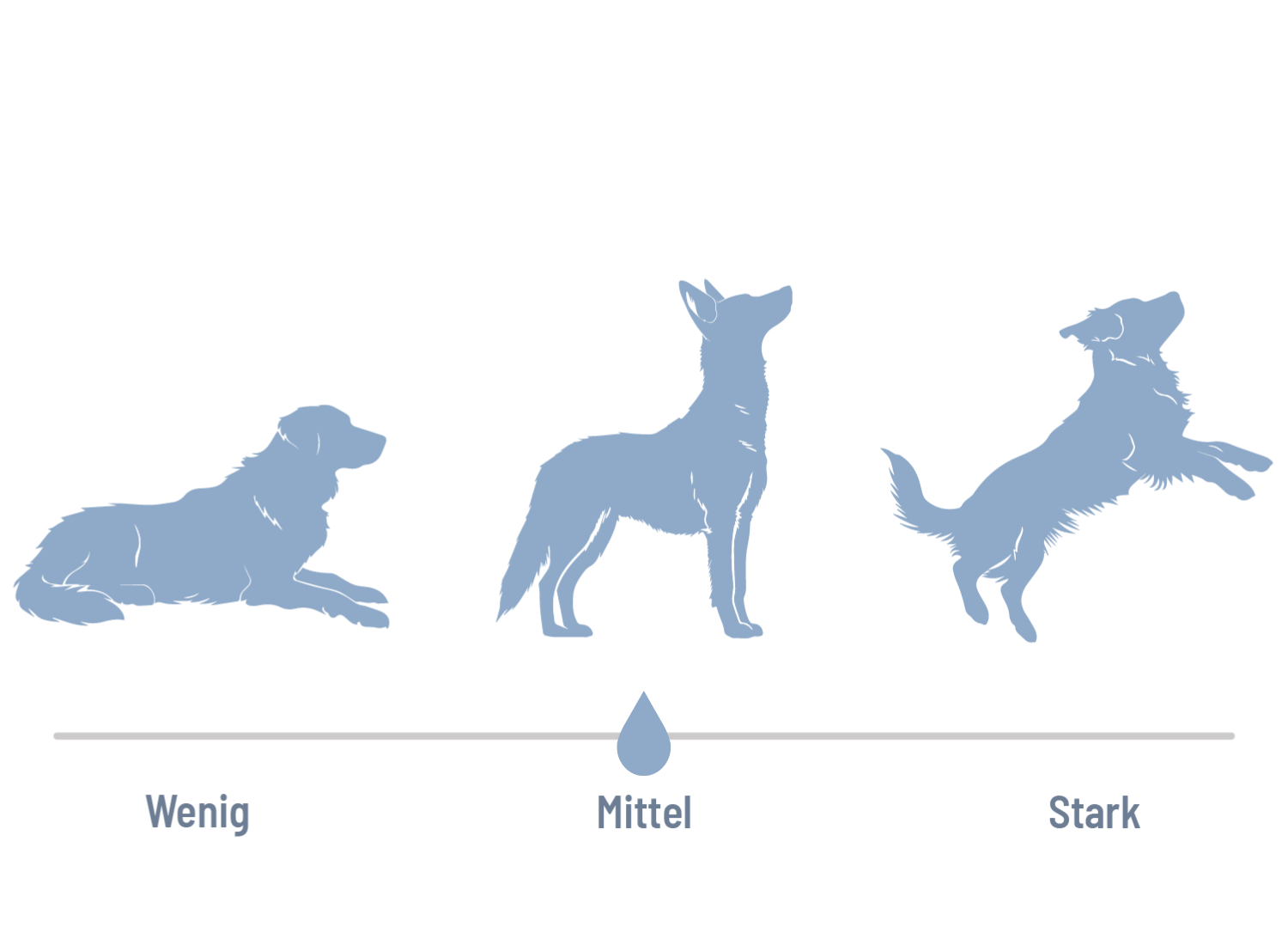 Japan Spitz Steckbrief | Charakter, Geschichte & Haltung