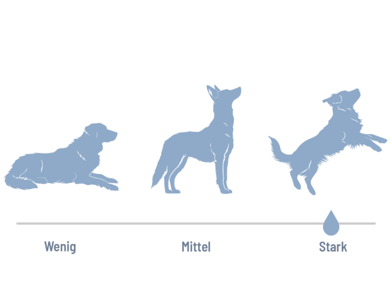 Malinois Steckbrief | Geschichte, Charakter & Haltung